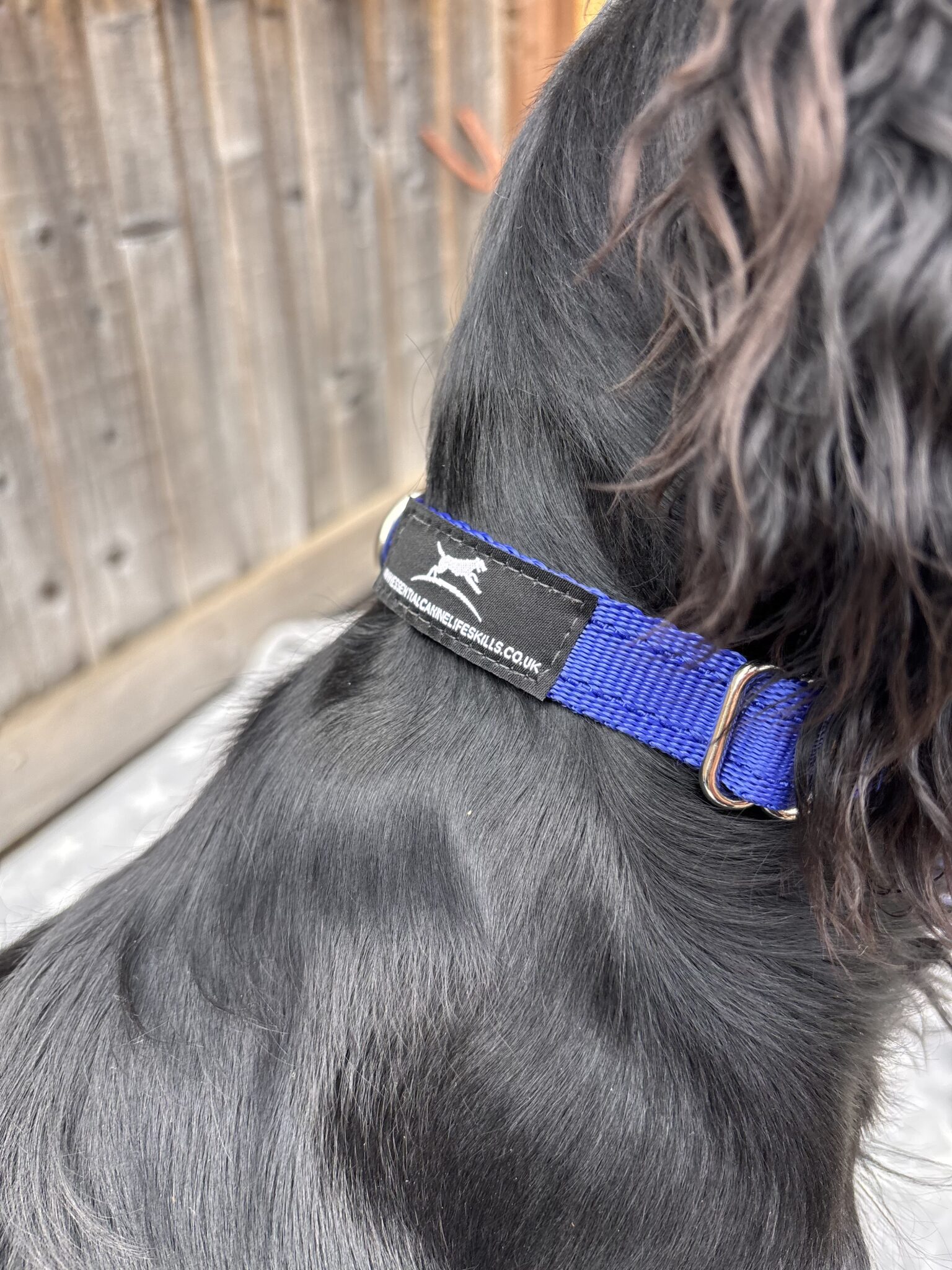 Small Lightweight Collar | Essential Canine Life Skills