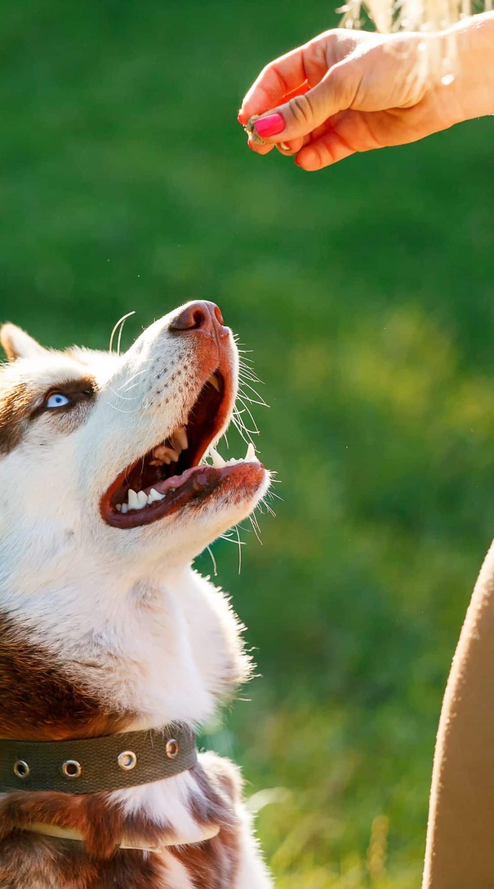 Behaviour Adjustment Packages | Essential Canine Life Skills